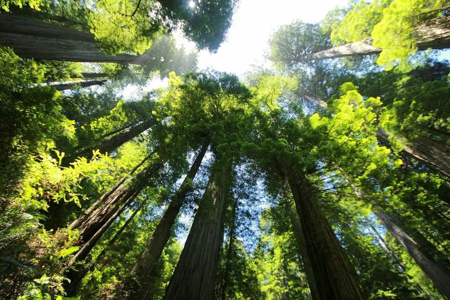Giant Sequoia, herbal medicine