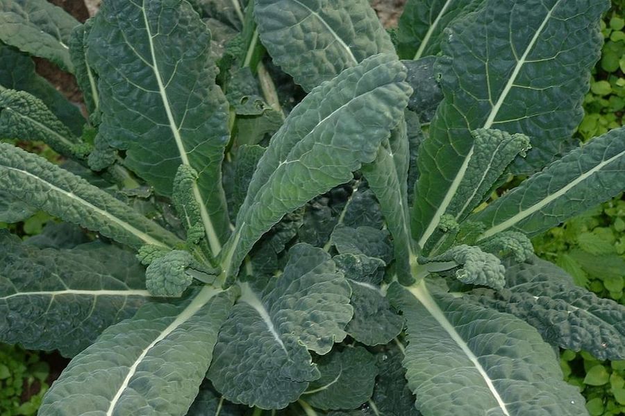 Black kale