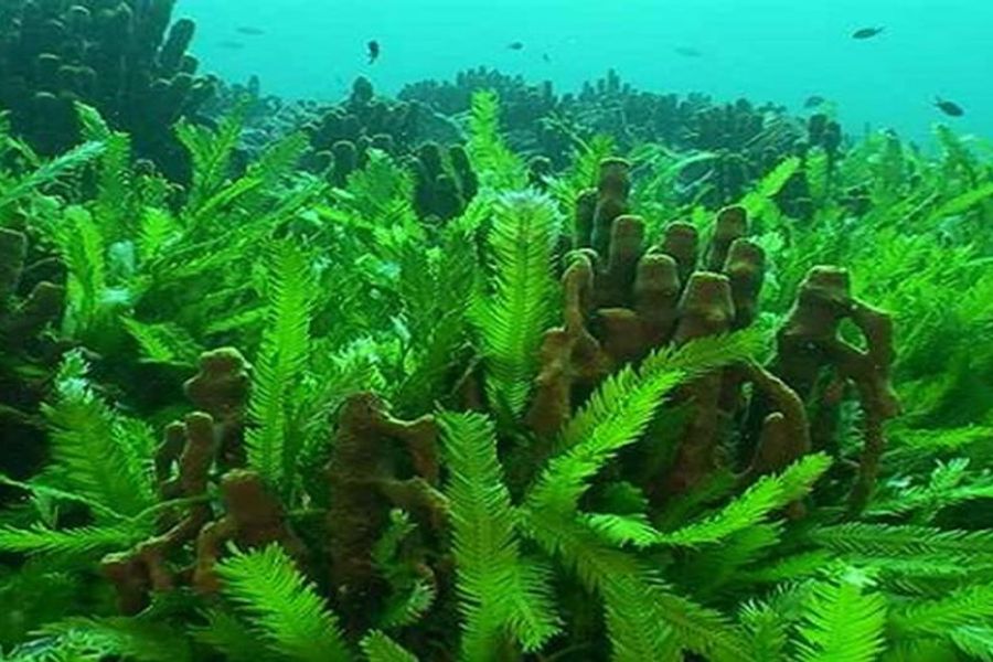 Klamath blue green algae