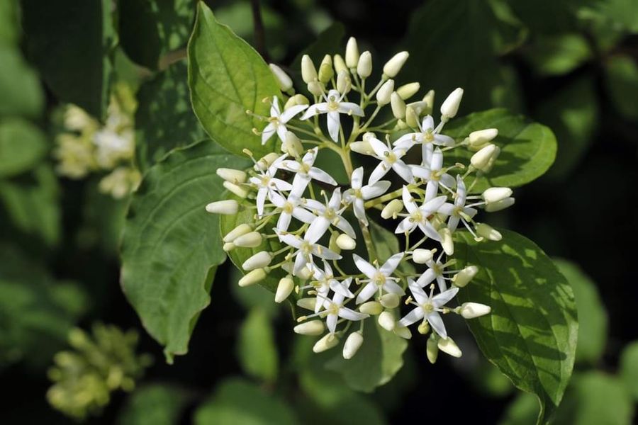 Common dogwood