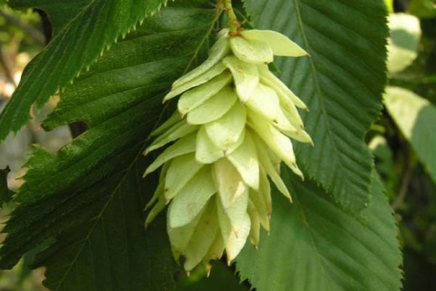 Common hornbeam, plant