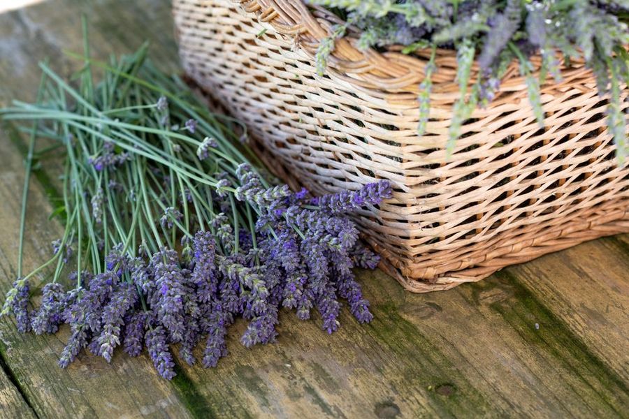 Lavender essential oil, the essence of good night