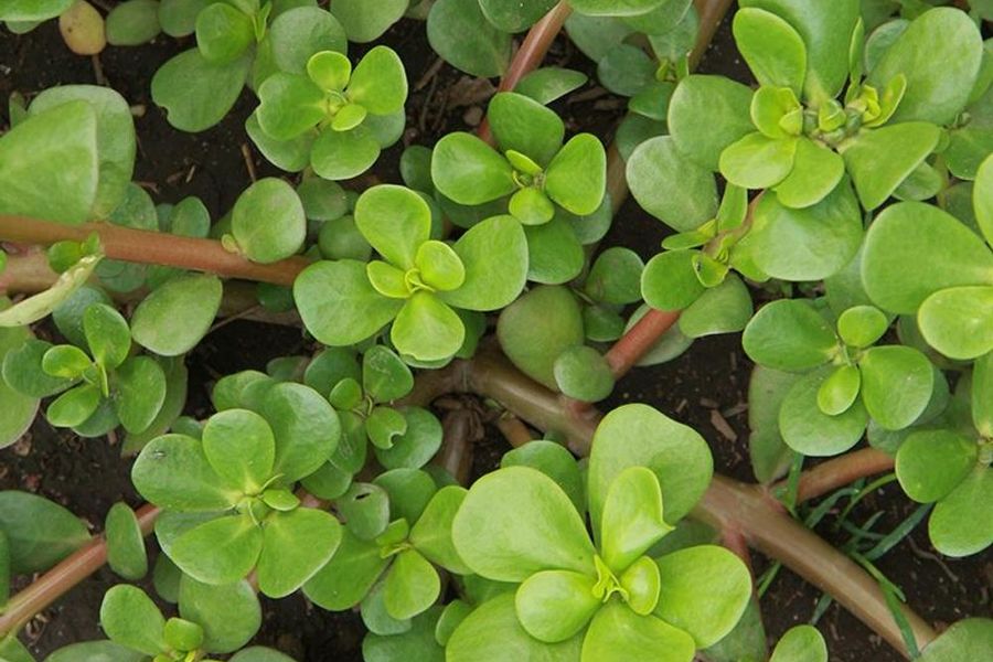 Purslane, the global panacea to be enjoyed in salads