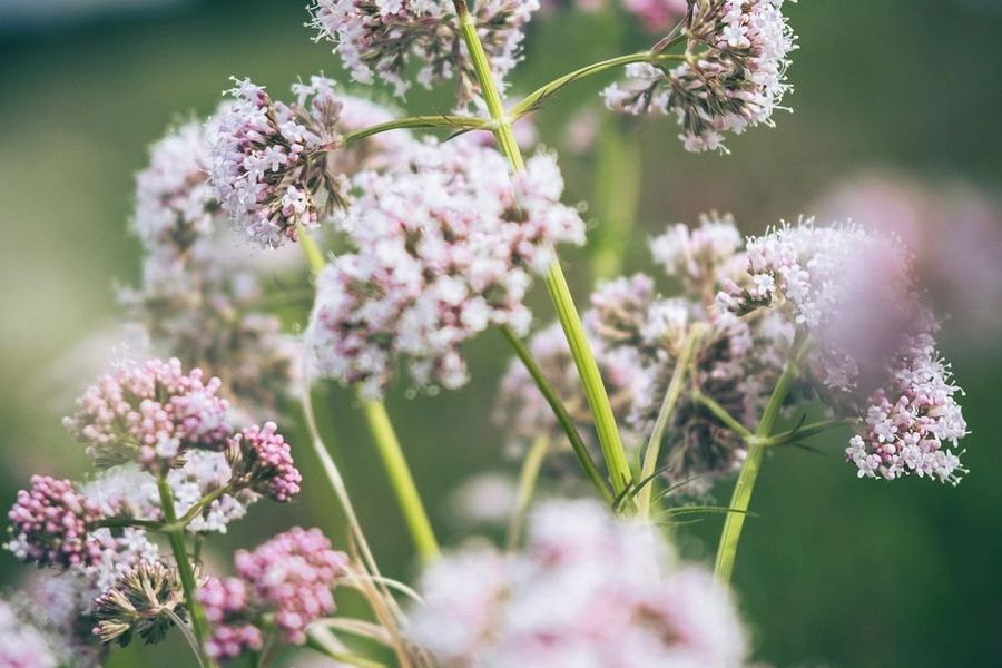 Valerian root for better sleep and against anxiety, properties, uses ...