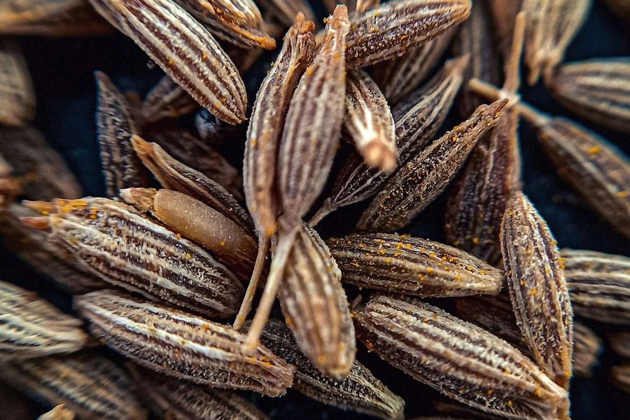 Anise, benefits, uses, quantities and contraindications