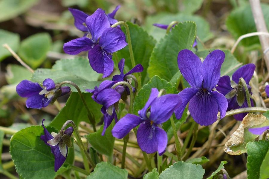 Natural beauty, sweet violet is your ally for healthy skin