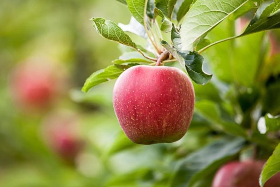 Annurca apple