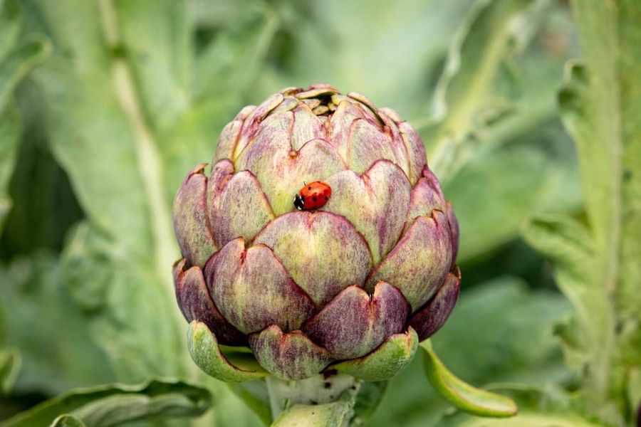 Food combinations Part 5, the best ways to eat artichokes